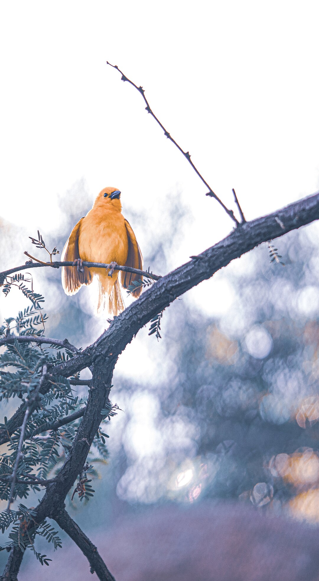 Orange Bird Print, Bird Photography, Wall Art, Blue and Orange, Home ...