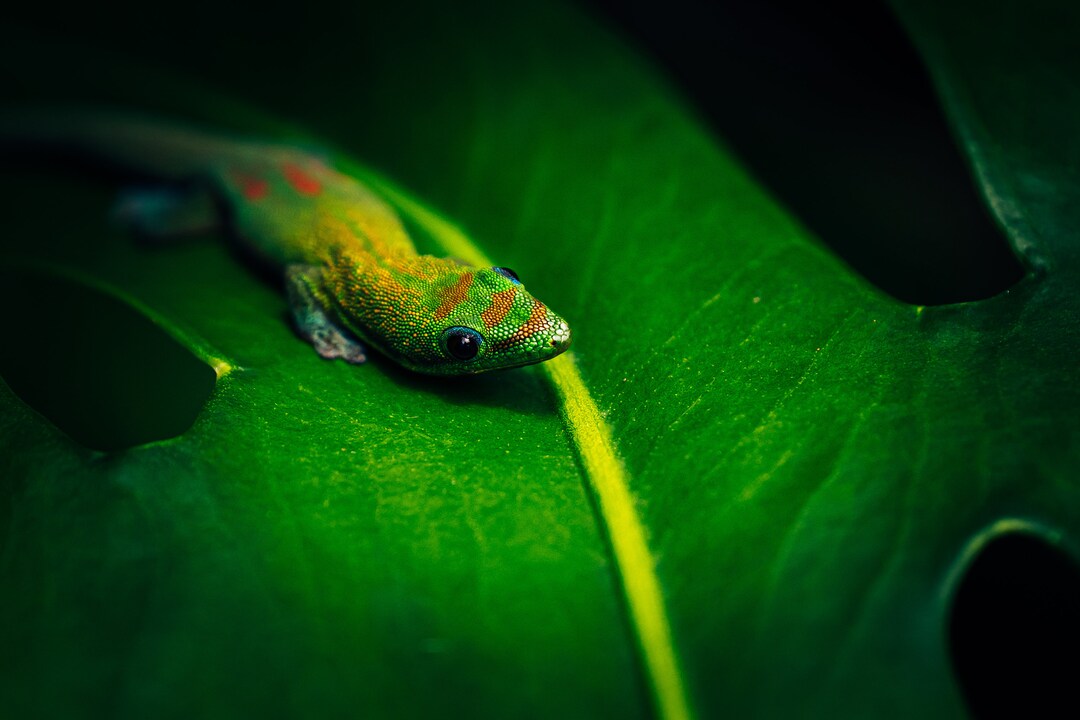 Emerald Green Gecko Photo, Printable Download, Hawaii Life, Colorful ...