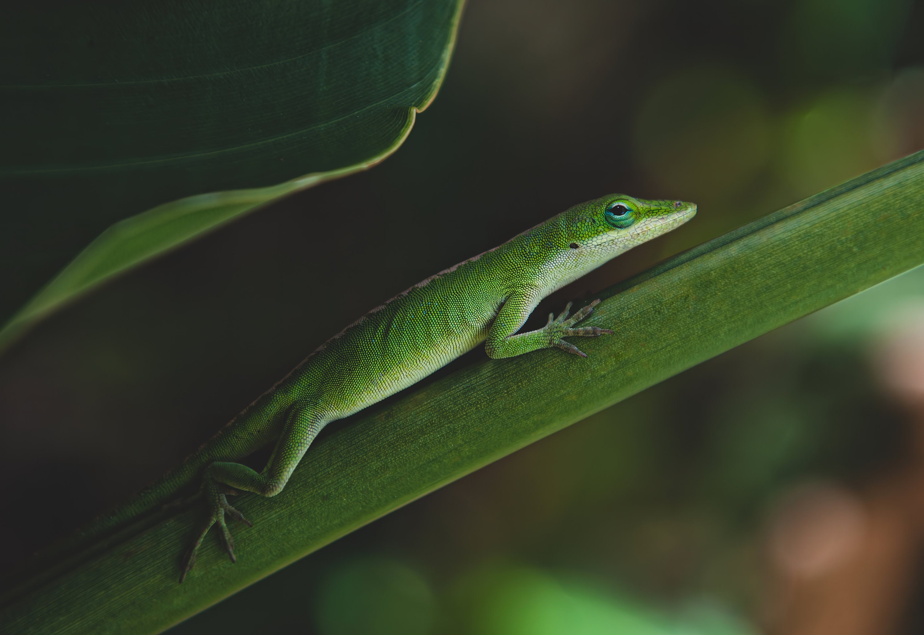 Green Lizard Anole, Hawaii Photography, Wall Art, Nature Digital ...