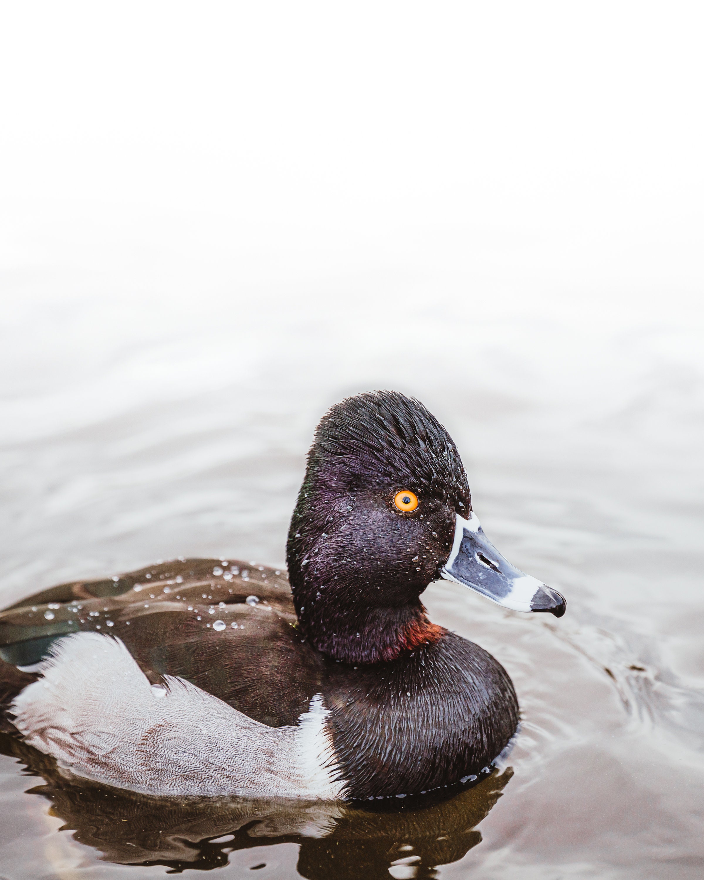 Duck Photo, Nature, Lake Life, Nature, Minimalistic, Neutral Color ...
