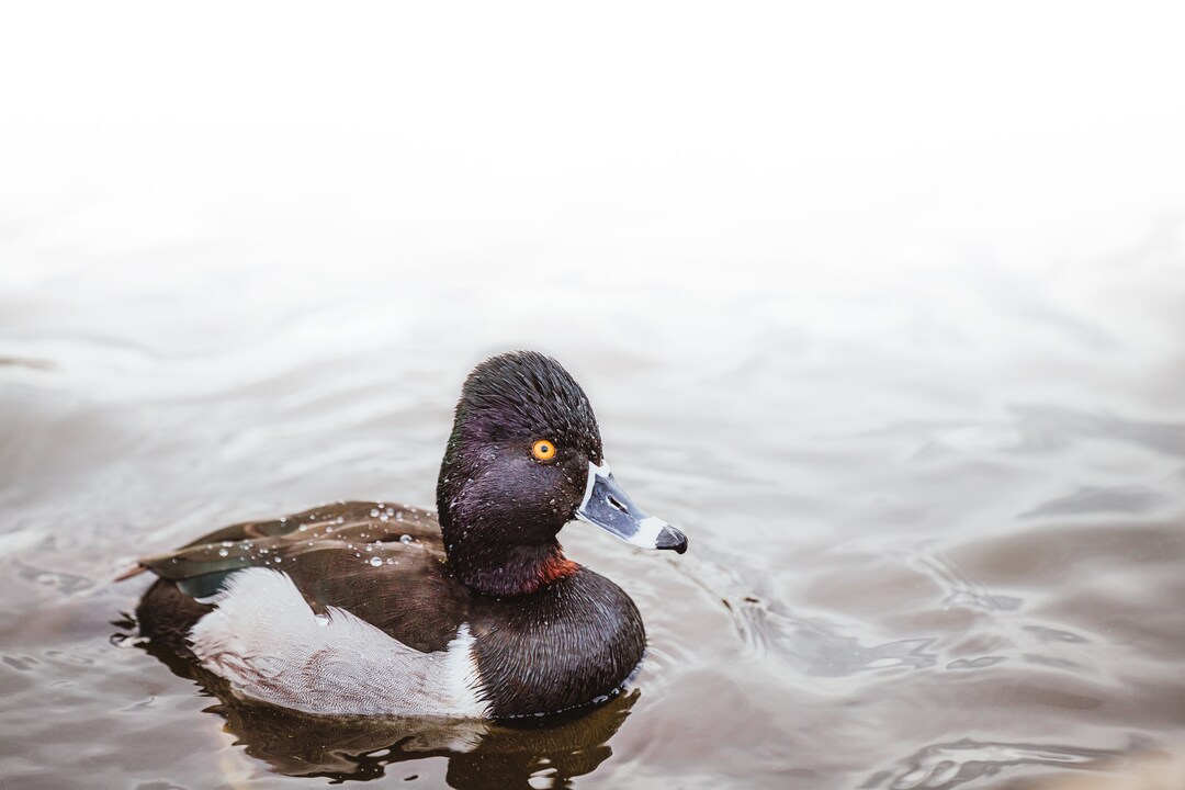 Duck Photo, Nature, Lake Life, Nature, Minimalistic, Neutral Color ...