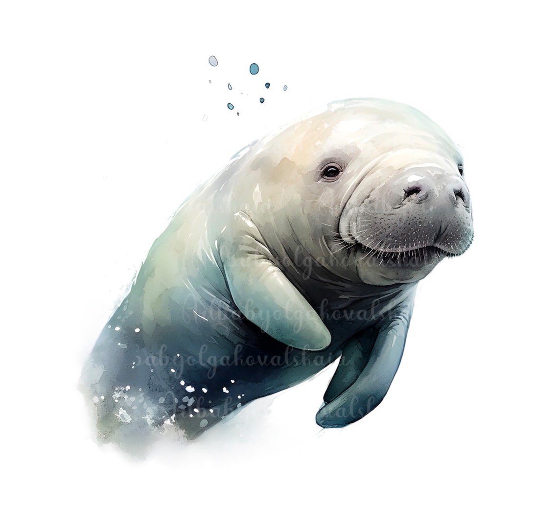 Manatee Clipart Watercolor Manatee PNG Digital Download - Etsy