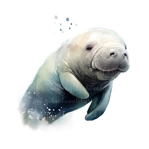 Manatee Clipart, Watercolor Manatee PNG, Digital Download - Etsy