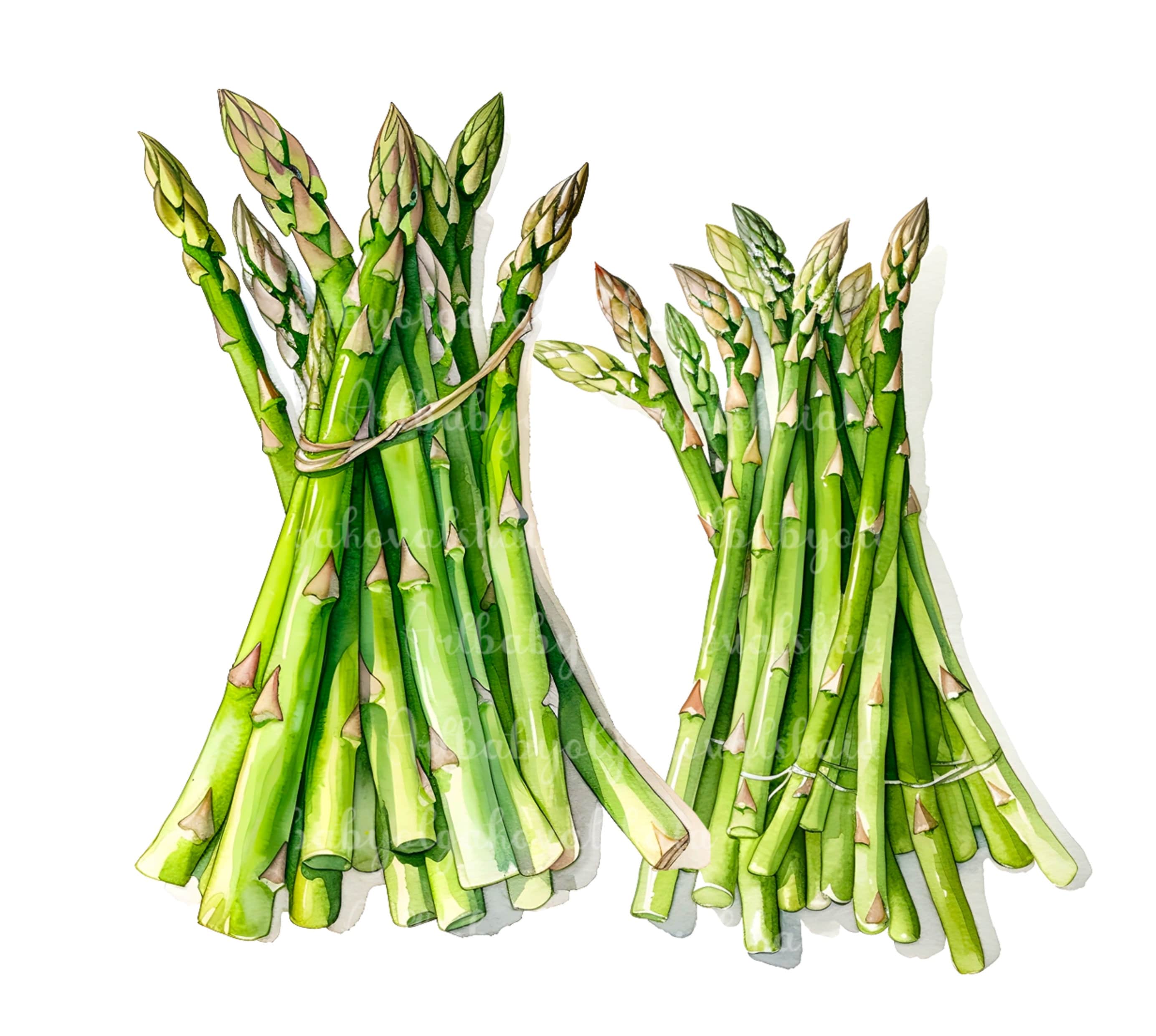 Watercolor Asparagus Clipart, Asparagus PNG Clip Art, Digital Download ...