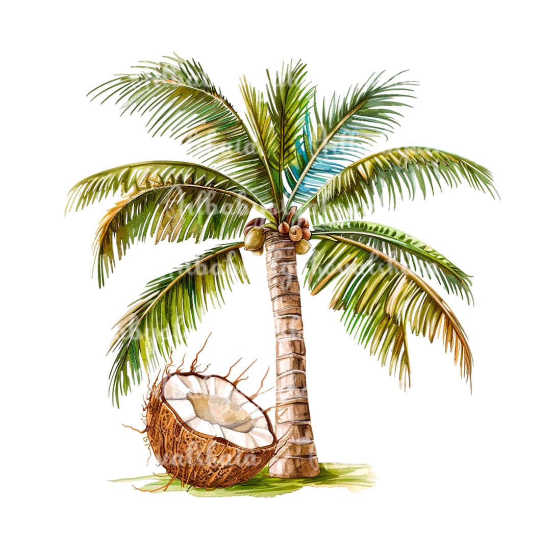 Palm Tree Clip Art, Watercolor Palm Tree PNG, Coconut, Digital Download ...