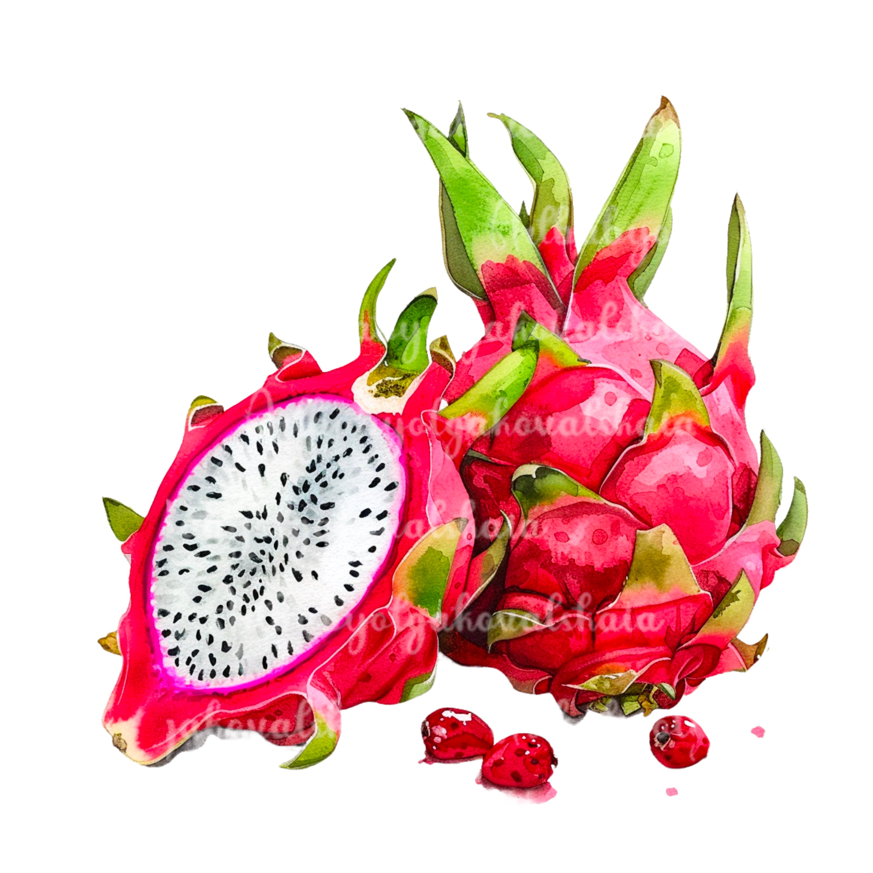 Watercolor Dragon Fruit Clipart, PNG, Digital Download - Etsy