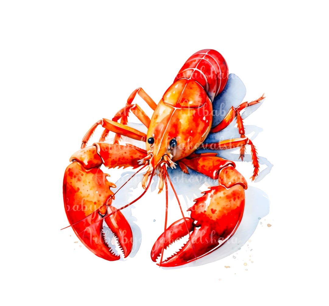 Watercolor Lobster Clipart, Lobster PNG, Digital Download - Etsy
