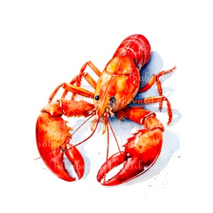 Watercolor Lobster Clipart, Lobster PNG, Digital Download - Etsy