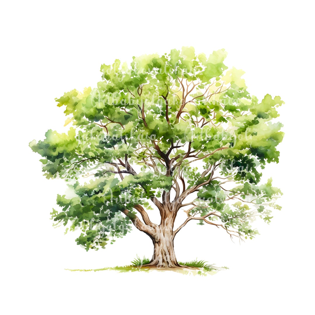 Watercolor Tree Clipart, Oak PNG, DIGITAL DOWNLOAD - Etsy