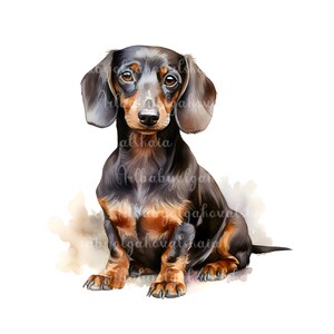 Watercolor Dachshund Dog PNG, Clipart, Puppy Clip Art, Digital Download ...