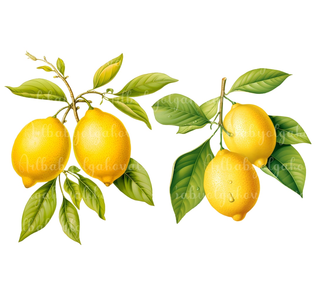 Lemon Clipart, Lemons PNG, Citrus Clip Art, Digital Download - Etsy