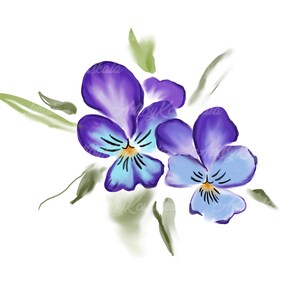 Heartsease Clipart, Watercolor Flowers PNG, Digital Download - Etsy