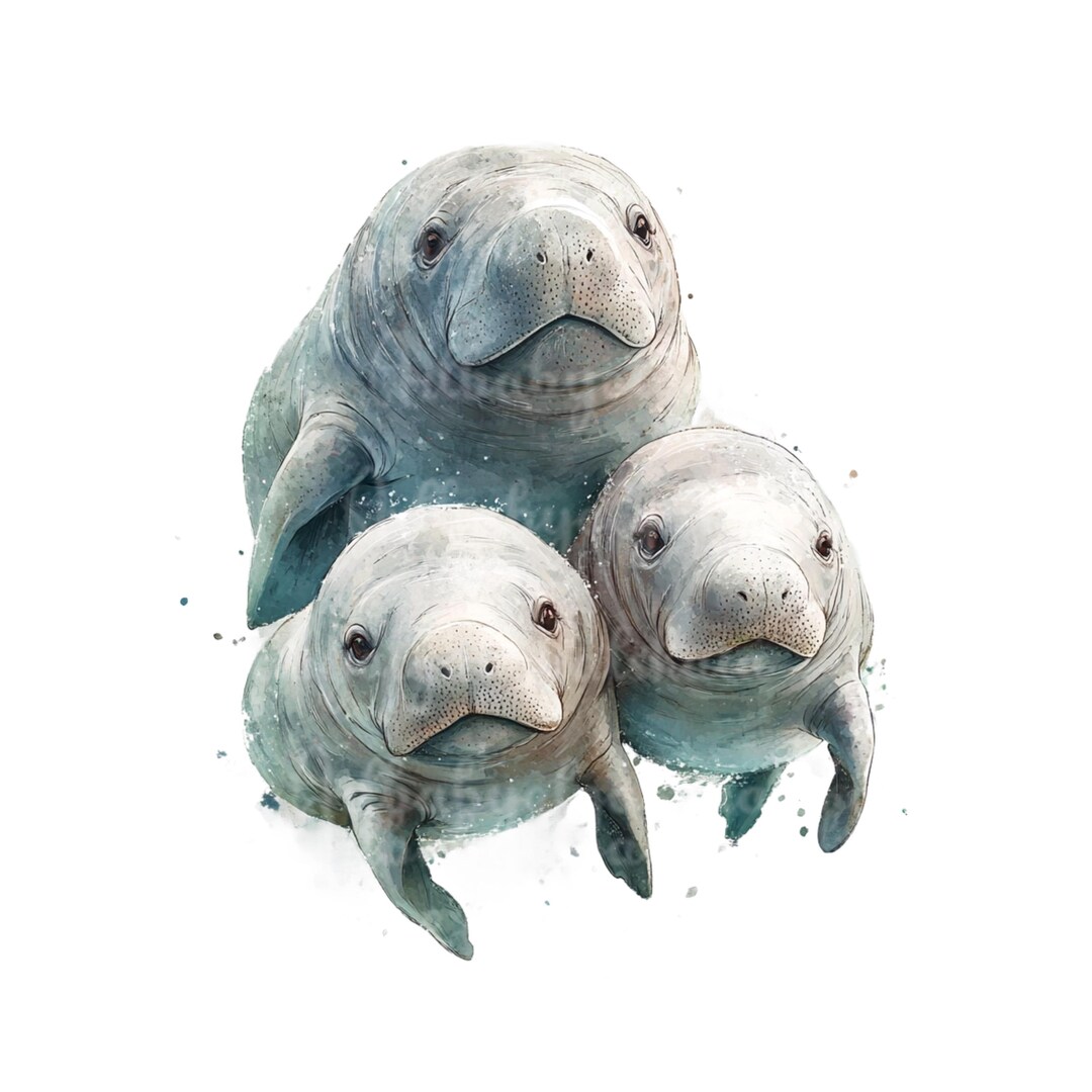Manatee Clipart, Manatees Family PNG, Digital Download - Etsy