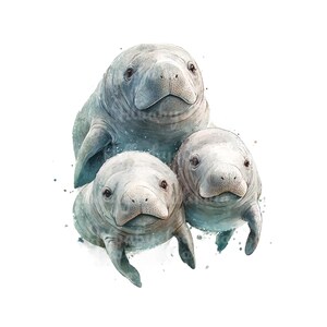 Manatee Clipart, Manatees Family PNG, Digital Download - Etsy