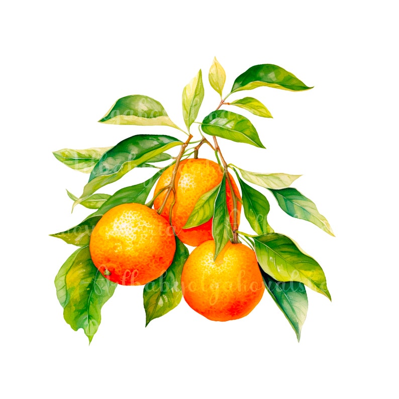 Watercolor Oranges Clipart, Citrus PNG, Fruits Clip Art, Digital ...