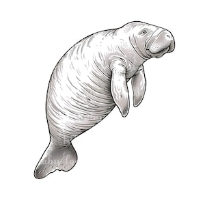 Manatee Clipart, Manatee PNG, Outline, Digital Download - Etsy