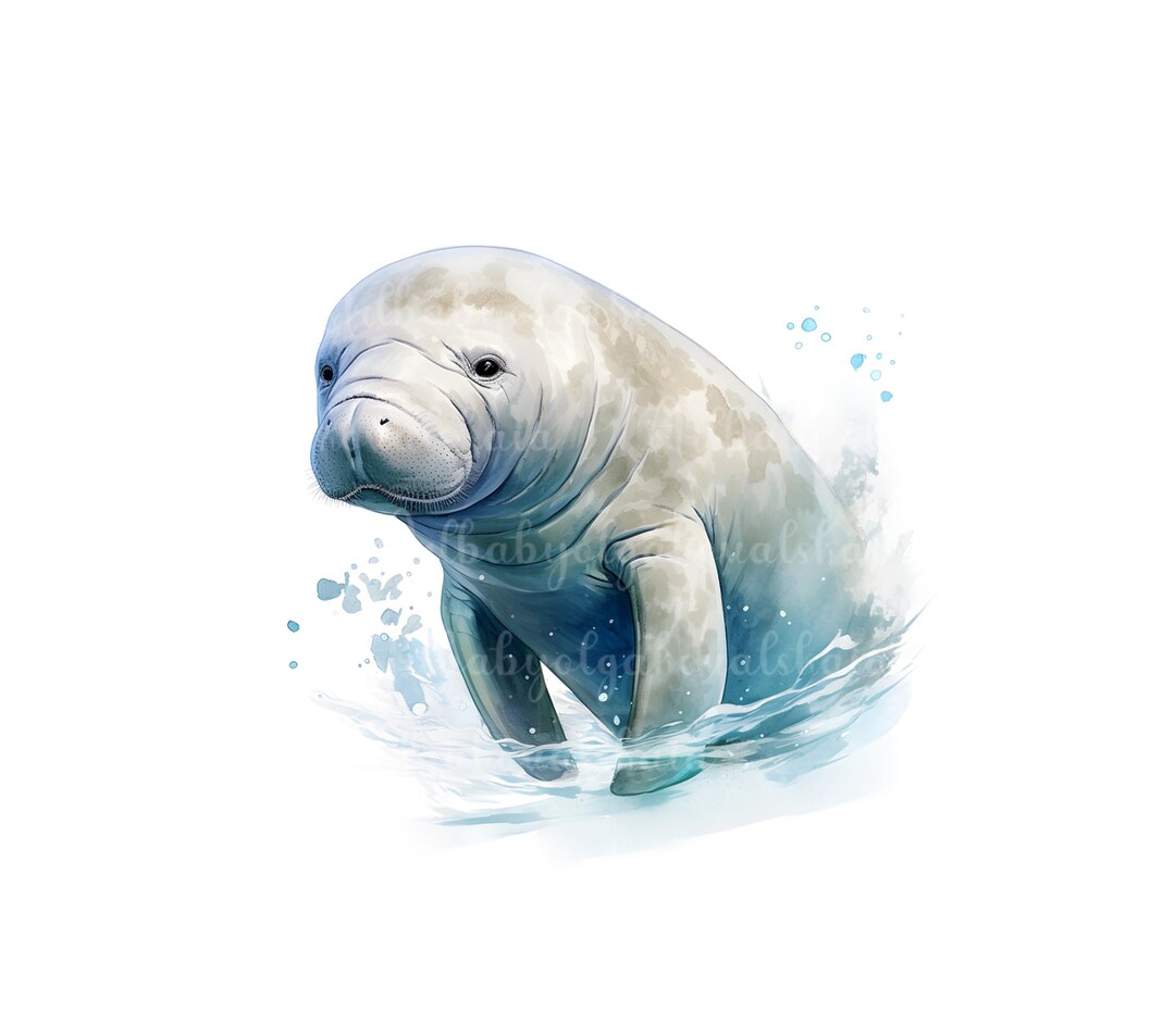 Manatee Clipart, Watercolor Manatee PNG, Digital Download - Etsy