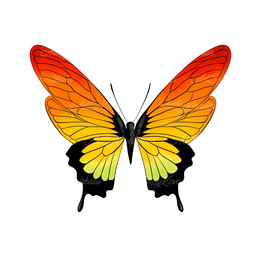 Butterfly Clipart, Butterfly PNG, Digital Download - Etsy