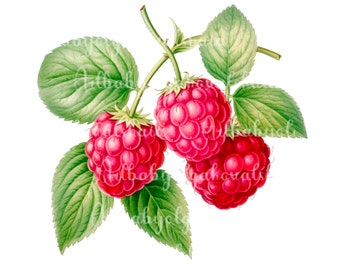 Raspberry PNG, Raspberry Clipart, PNG, Digital Download - Etsy