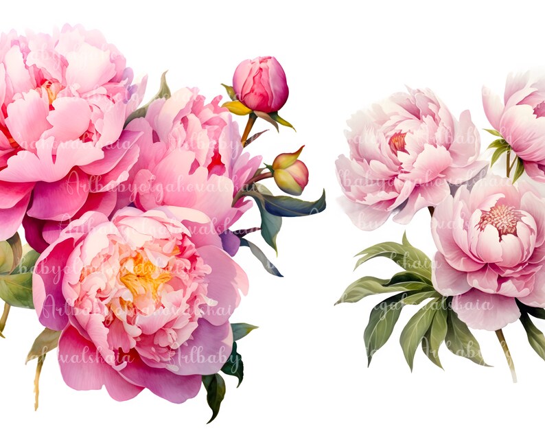 Watercolor Peonies PNG, Flowers, Bouquet Clipart, Digital Download - Etsy