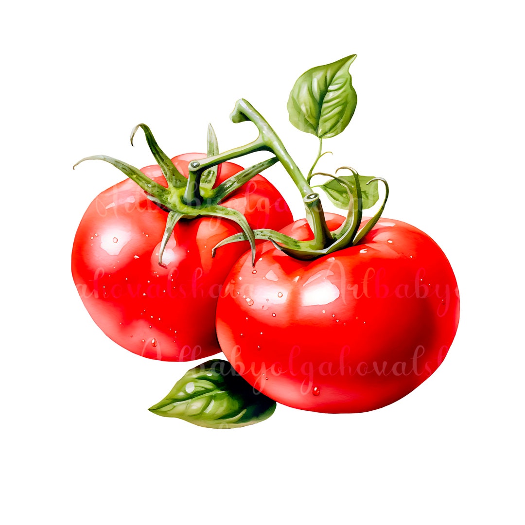 Watercolor Tomatoes Clipart, Tomato PNG, Vegetable Clip Art, Digital ...