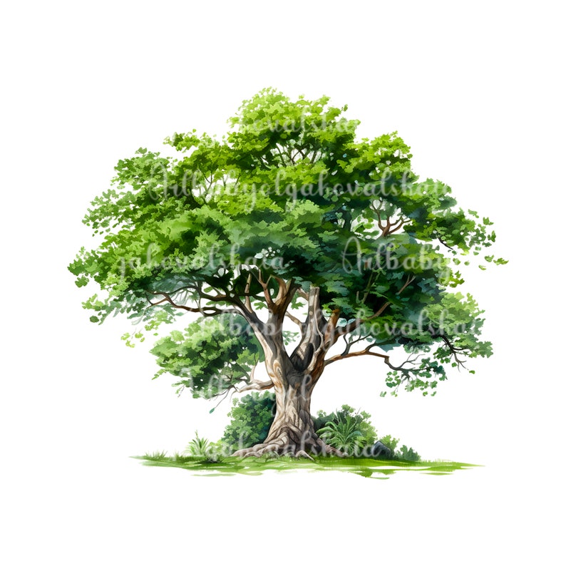 Watercolor Tree Clipart PNG, DIGITAL DOWNLOAD - Etsy