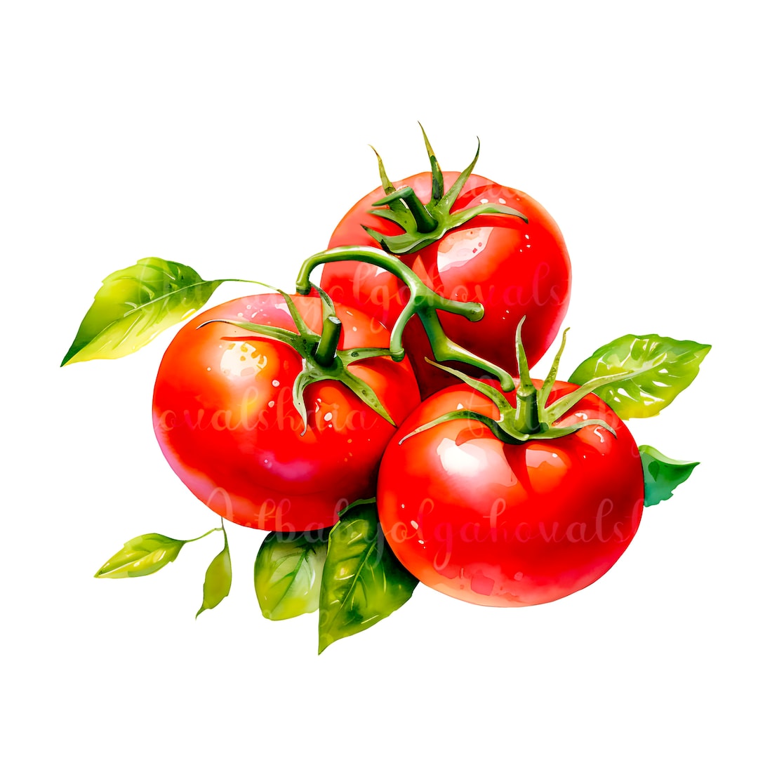 Watercolor Tomatoes Clipart, Tomato PNG, Vegetable Clip Art, Digital ...