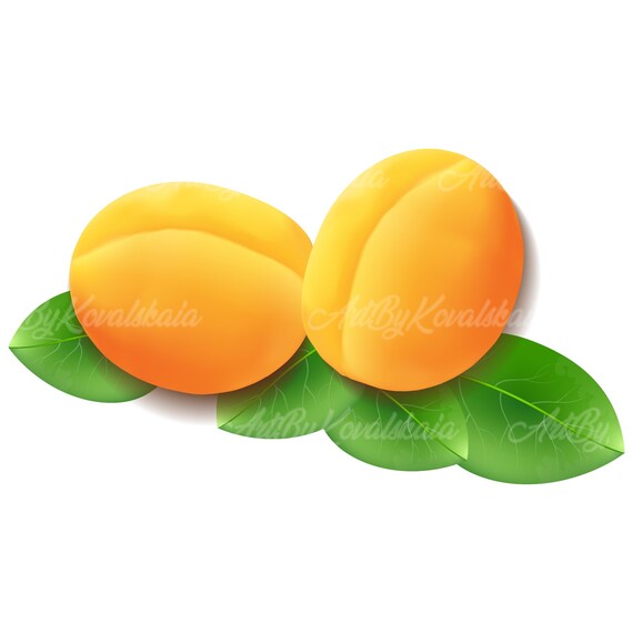 Apricot SVG EPS Apricot Clipart Digital Download - Etsy