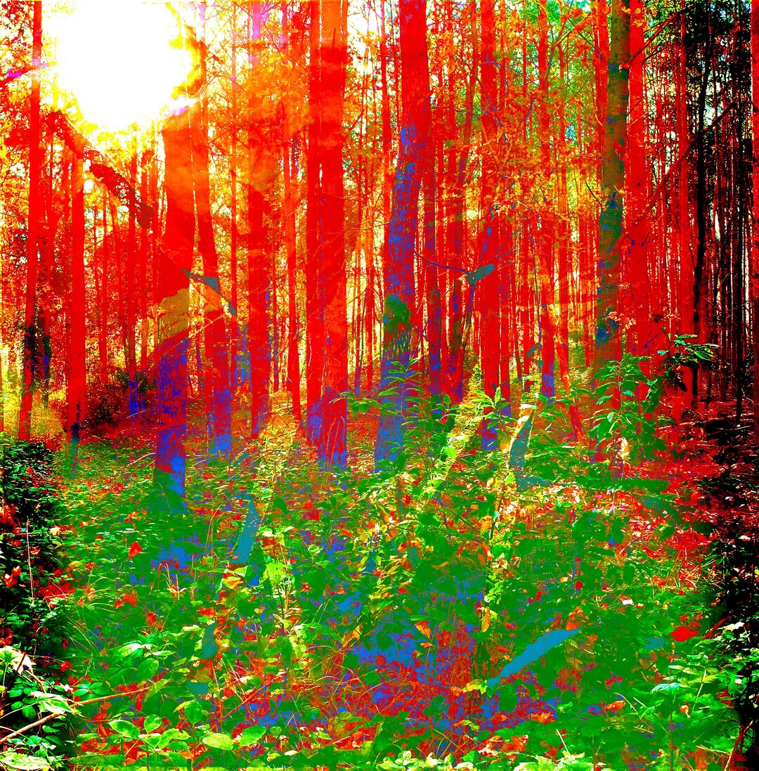 Digital Collage Pictures Art Print Forest Inspiration E.g. 30x30 Canvas ...