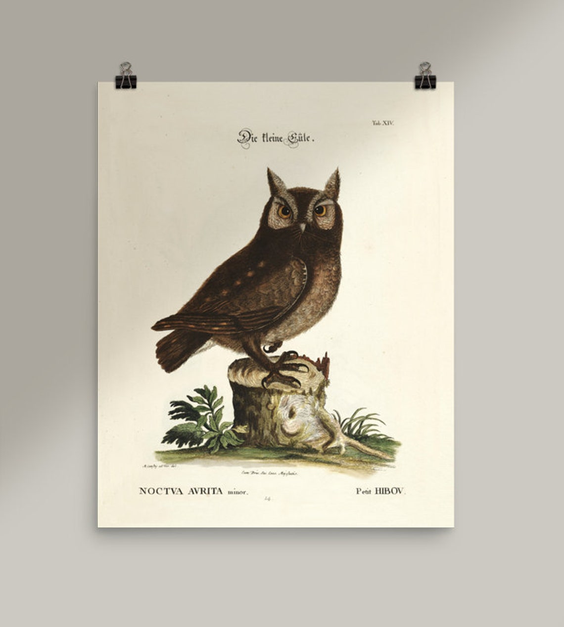 Vintage Owl Poster, Unframed, Bird Art, Classic Bird Wall Art, Vintage ...