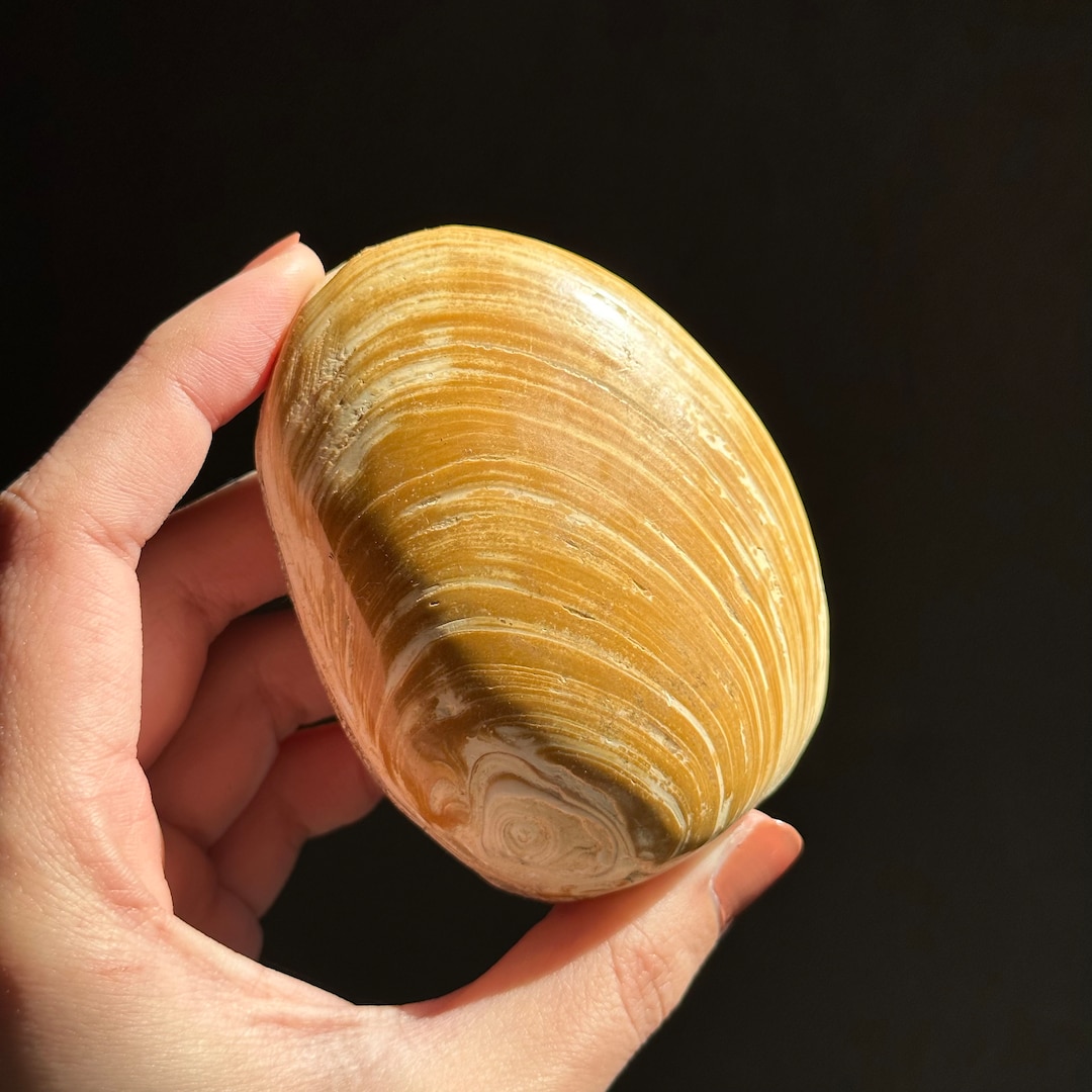 Rare Fossilized Clam Shell From Madagascar - Etsy