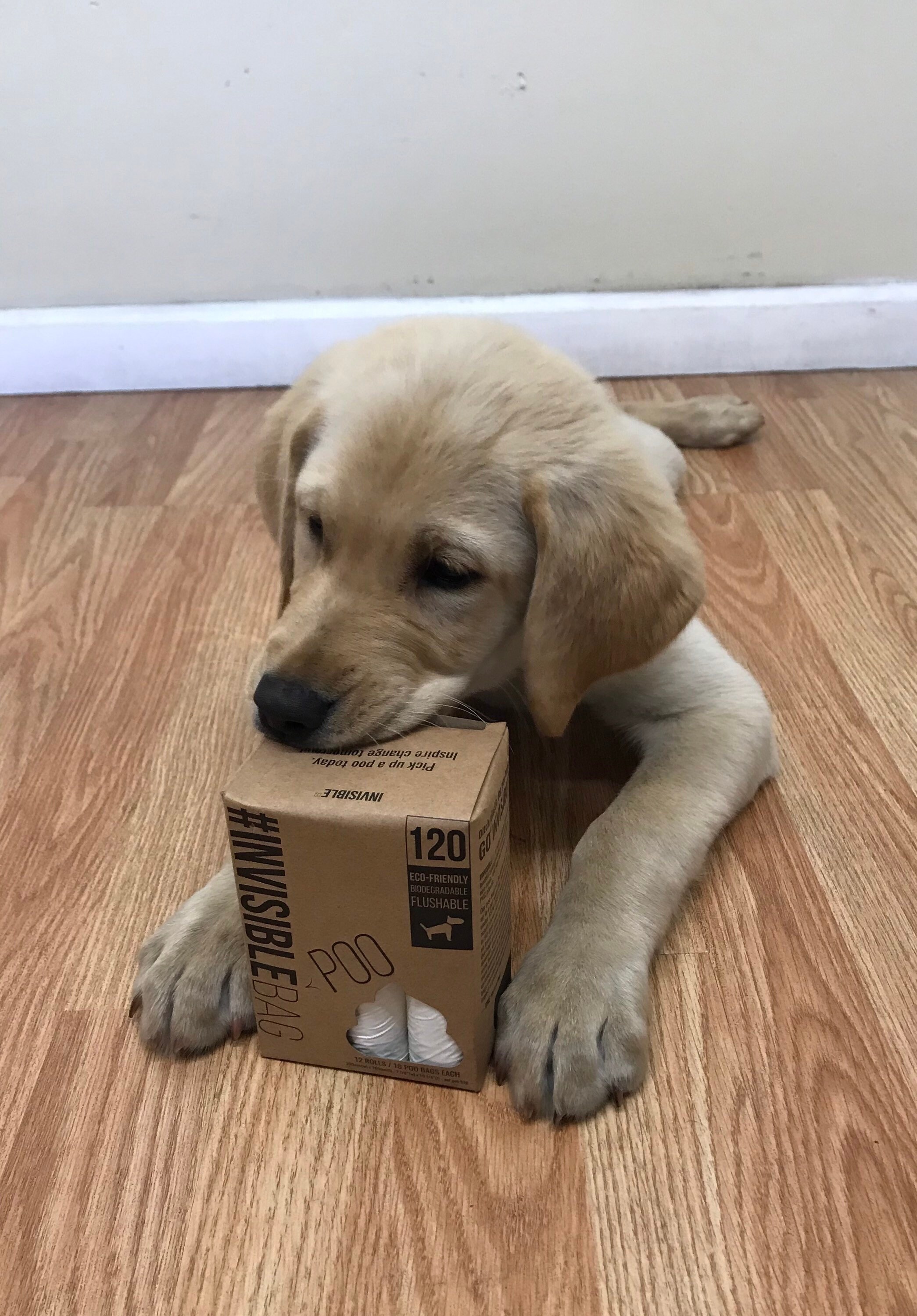 Do Flushable Dog Poop Bags Really Work