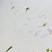 Decorative Tea Leaf and Safflower Rice Paper, Decorative Rice Paper ...