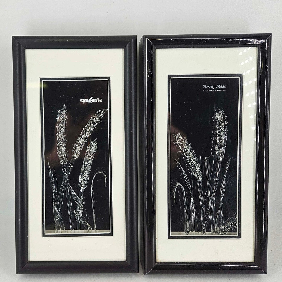 2 Jaqueline Berting Wheat Glass Art for Torrey Mesa Research Institute ...