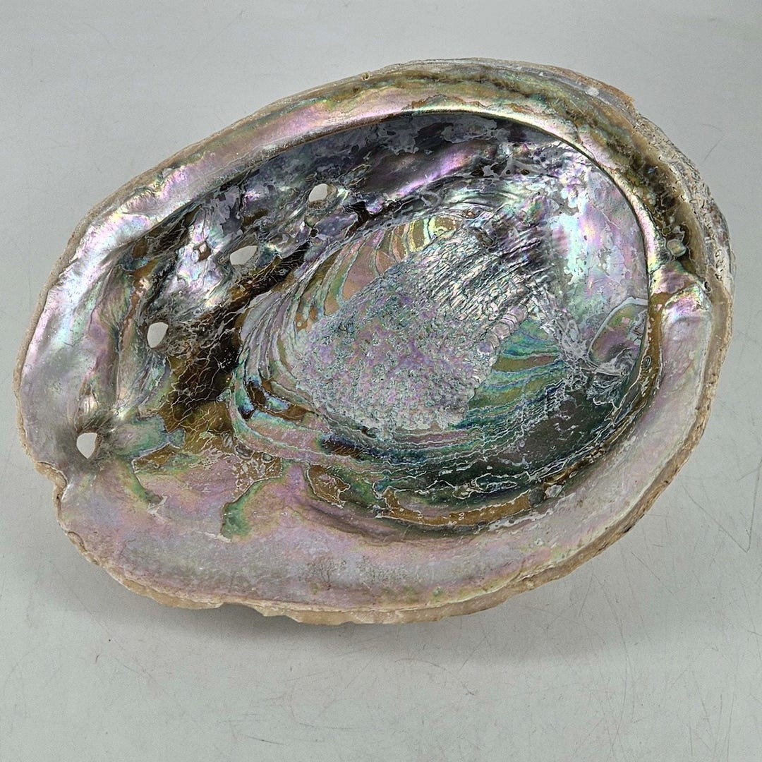 Vintage Large Abalone Shell Seashell Jewelry Making Crafts 8 Inches - Etsy