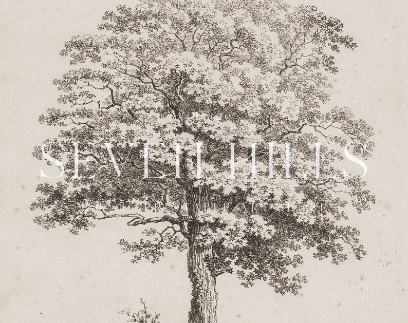 Printable Nature Sketch Art Antique Graphite Drawing Vintage - Etsy