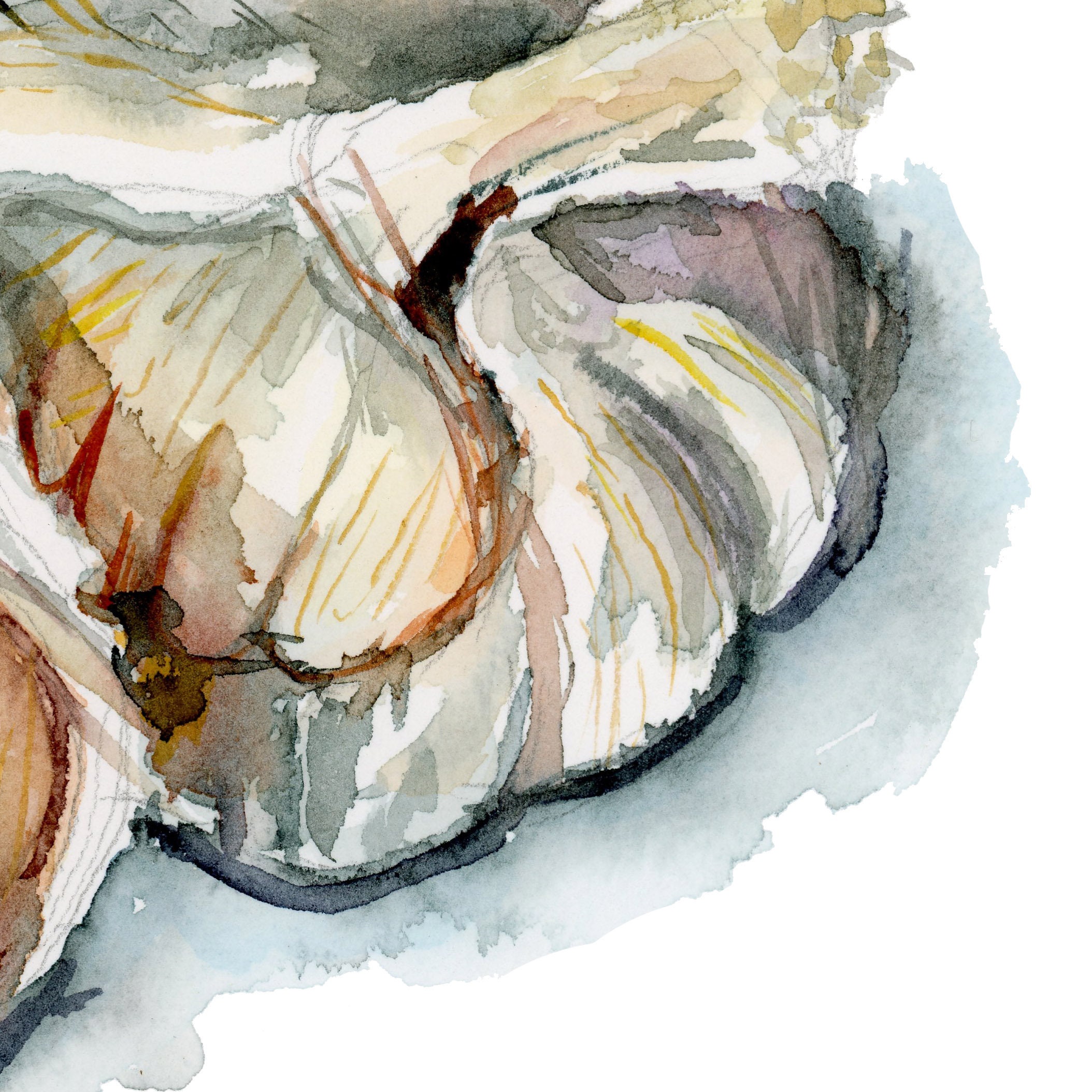 Garlic Watercolor Print - Etsy