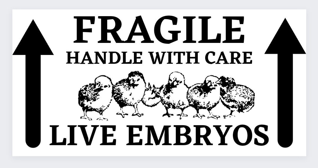 100 Fragile Live Embryo Hatching Egg Stickers - Etsy