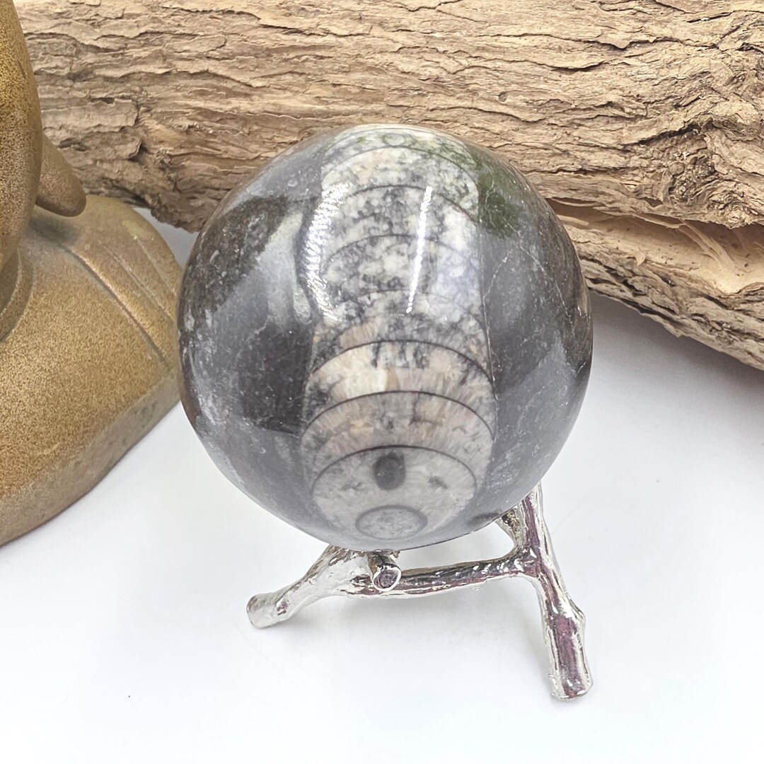 Orthoceras Fossil Sphere – Ancient Ocean Energy, Grounding & Earth ...