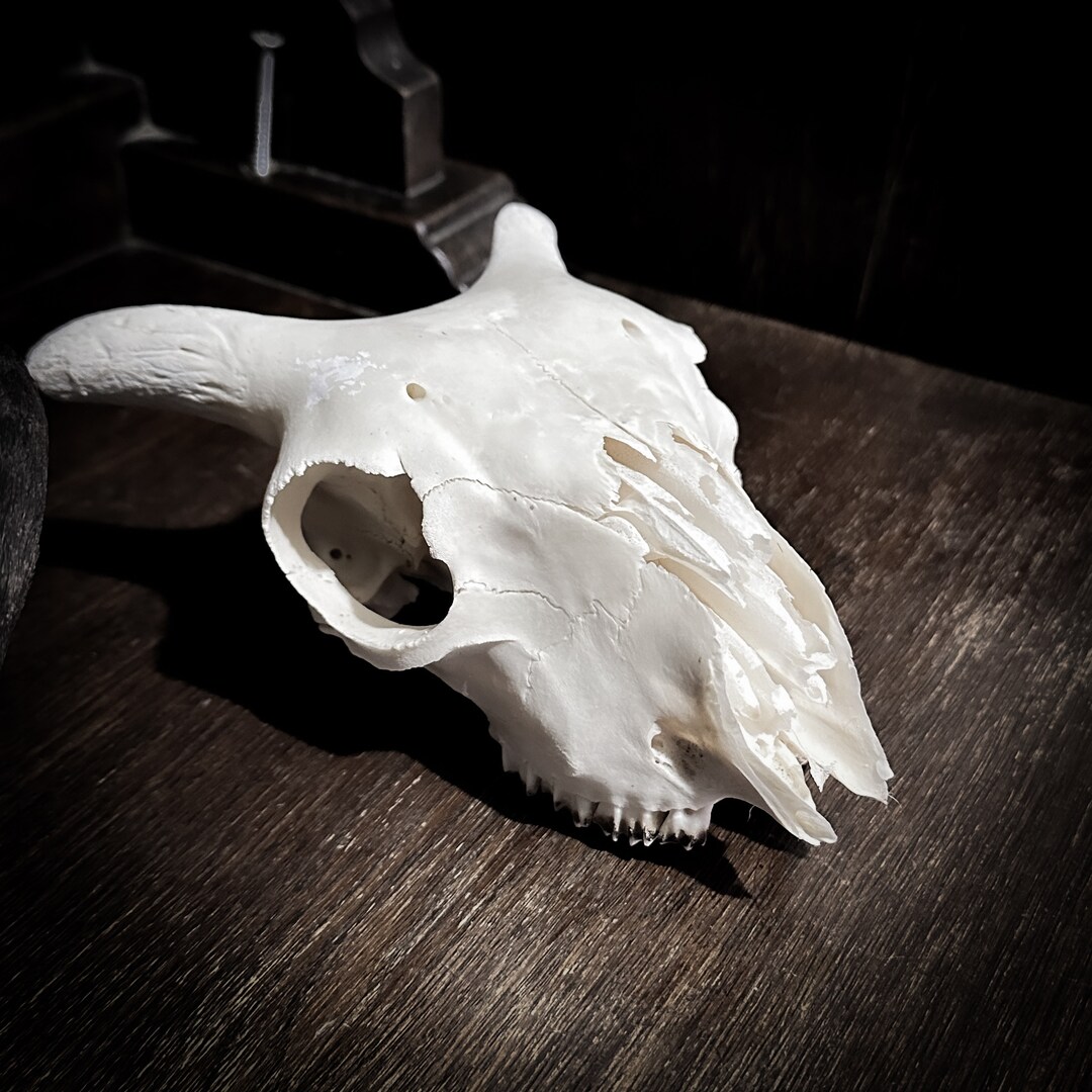 Sheep Skull | Taxidermy Skull | Real Skull | Animal Skull | Bleached ...