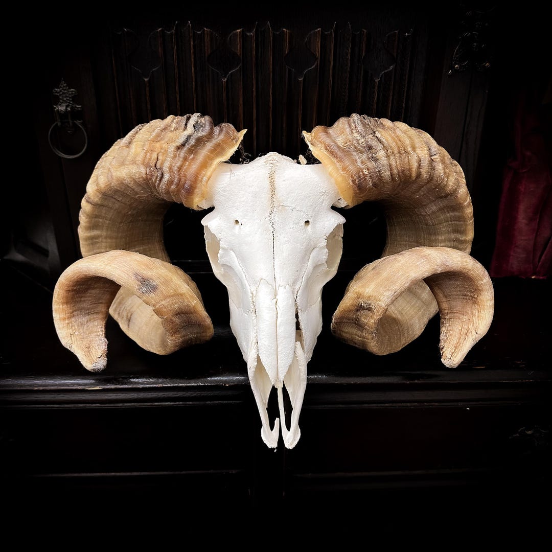 Huge Ram Skull | Ethical | Skulls | Bones | Bone | Taxidermy ...