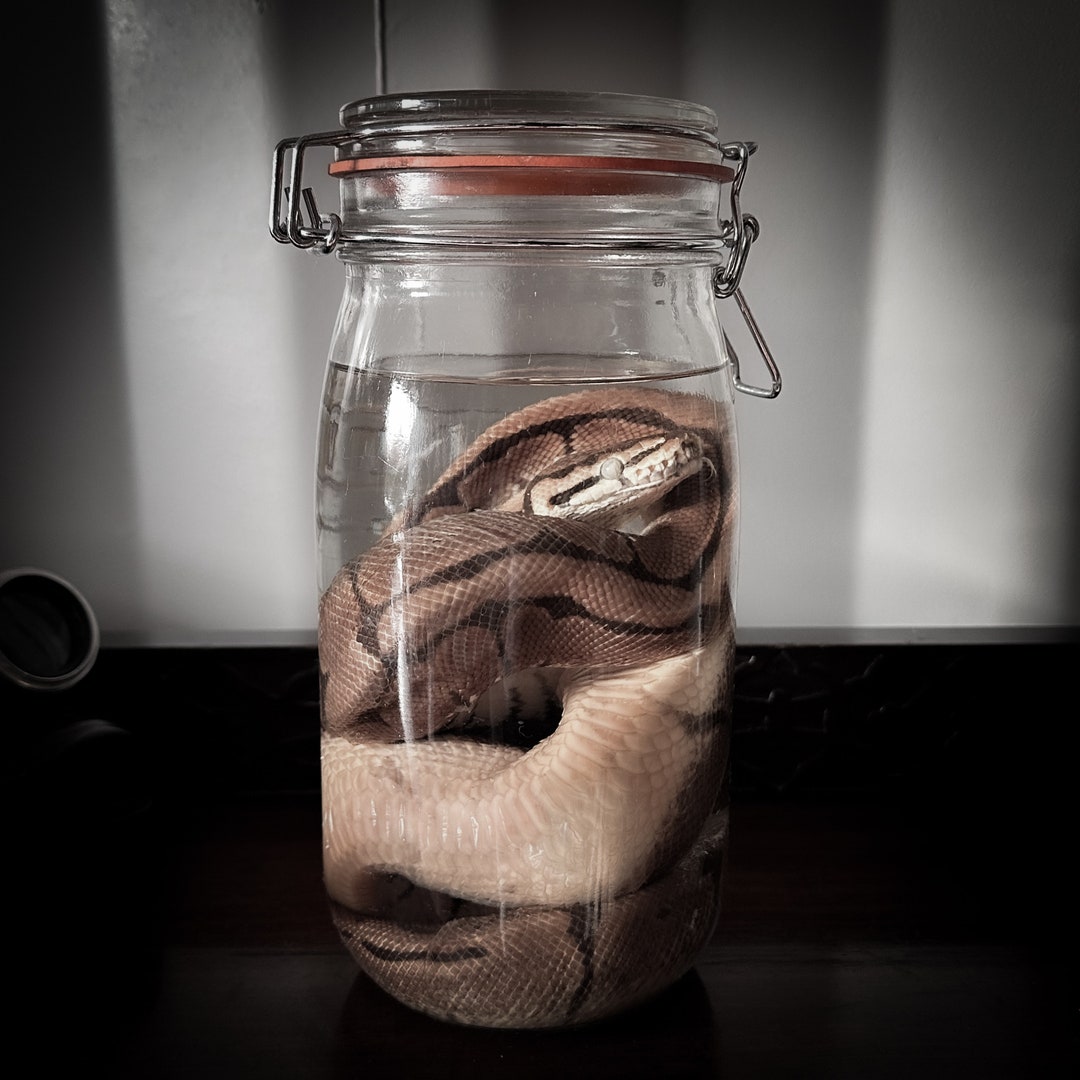 Wet Specimen Large Royal Python Snake Preserved Animals Taxidermy ...