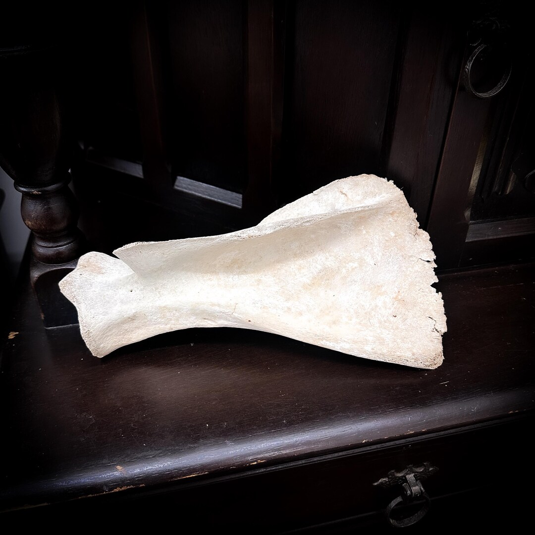 Craft Small Cow Scapula Bone, Shoulder Blade | Bones | Bone | Taxidermy ...
