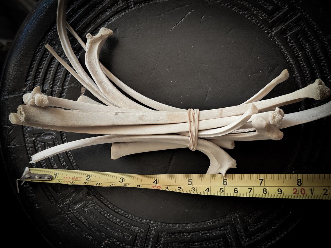 Sheep Taxidermy Rib Bone Bundle Craft Bones Animal Bones Bone Bone and ...
