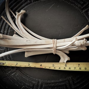 Sheep Taxidermy Rib Bone Bundle Craft Bones Animal Bones Bone Bone and ...