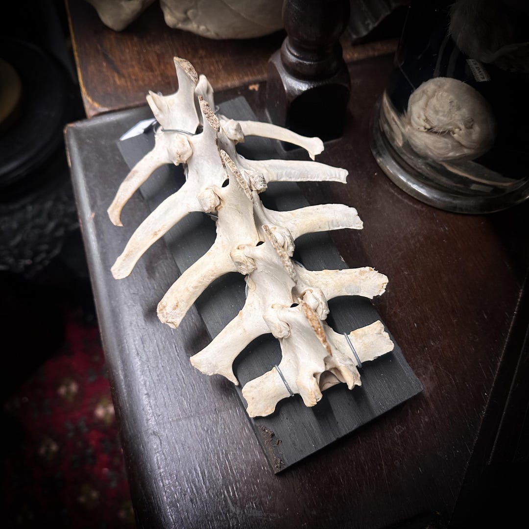 Real Fallow Deer Vertabra Bones on a Wooden Mount Bones Spinal Bone ...