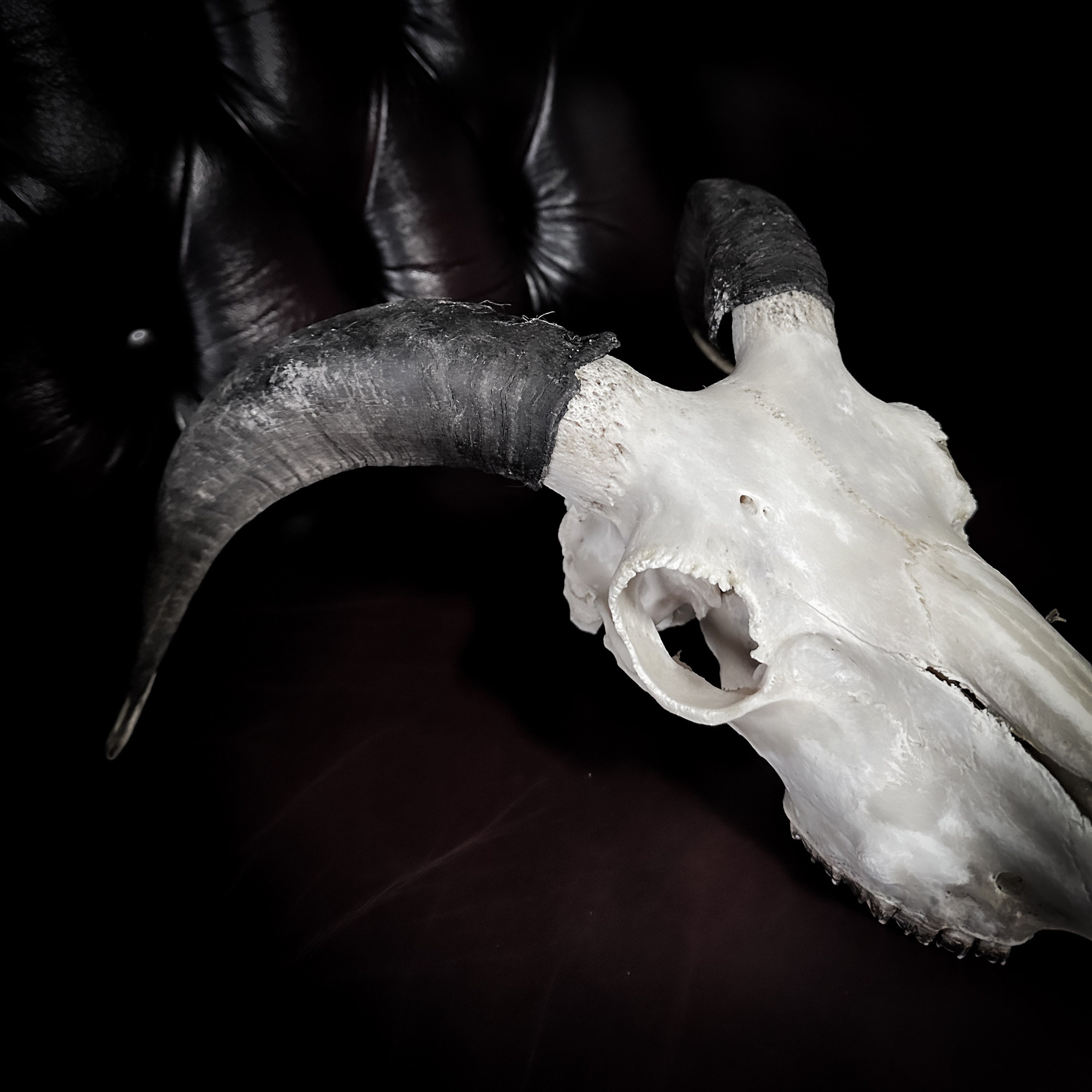 Sheep Skull Taxidermy Skull Real Skull Animal Skull Bleached Skull Ram ...