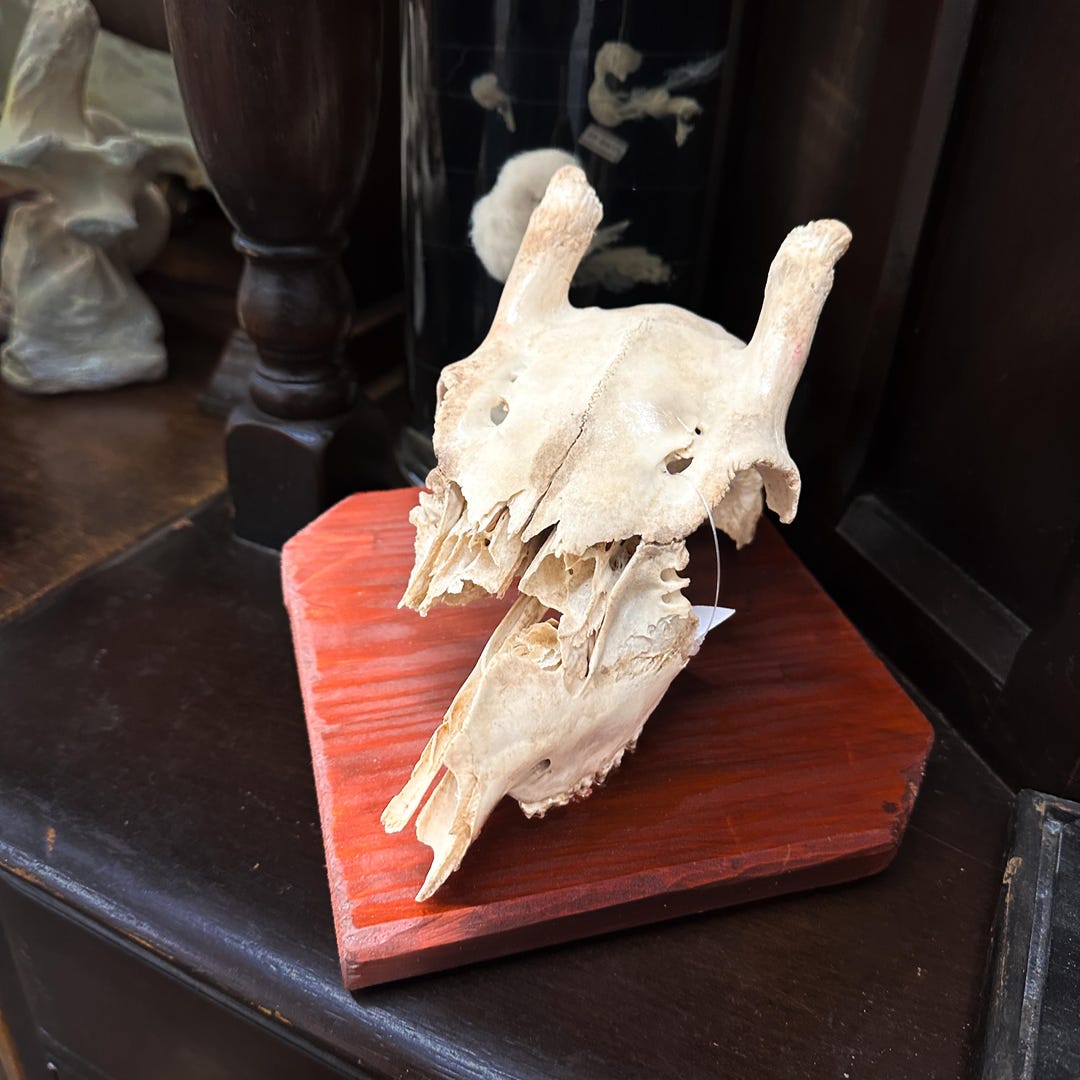 Fallow Deer Skull Displayed on a Red Wooden Mount Skulls Bone Sheep Ram ...