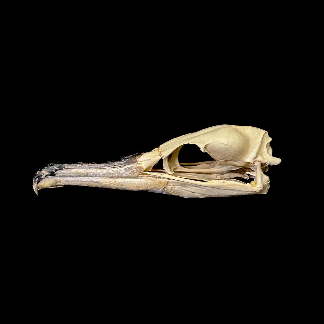 Cormorant Bird Skull | Skulls | Taxidermy | Oddities | Curiosities ...