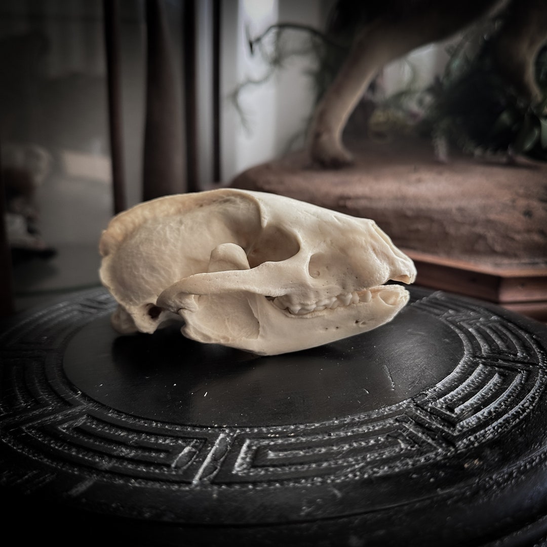 Taxidermy Badger Skull | Bird Skull | Real Skull | Animal Skull ...